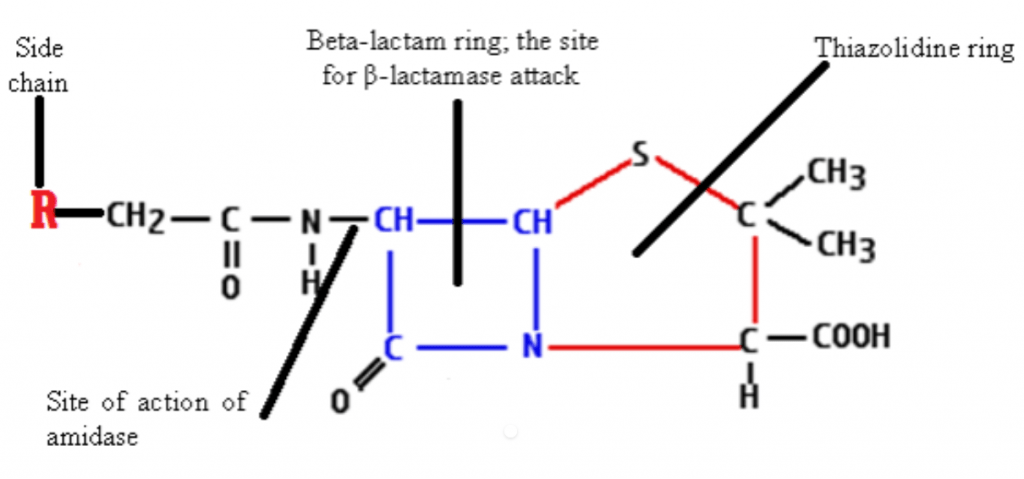Penicillin | The First Antibiotic - Biology Ease