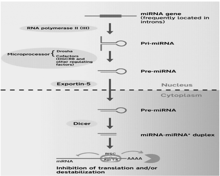 Micro-RNA (miRNA): Biogenesis & Function - Biology Ease