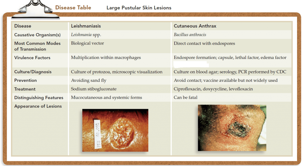 Large Pustular Skin Lesions - Biology Ease