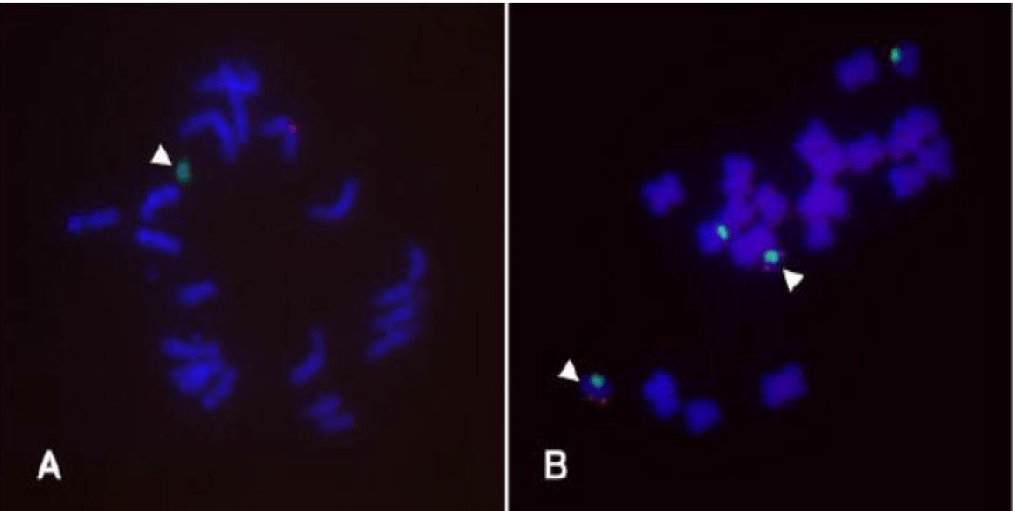 Mini chromosomes - Biology Ease