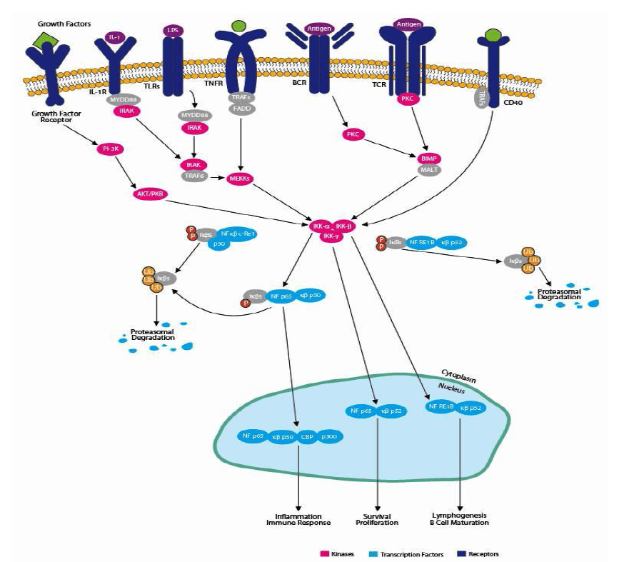 Major pathways of Intracellular Cell Signalling - Biology Ease