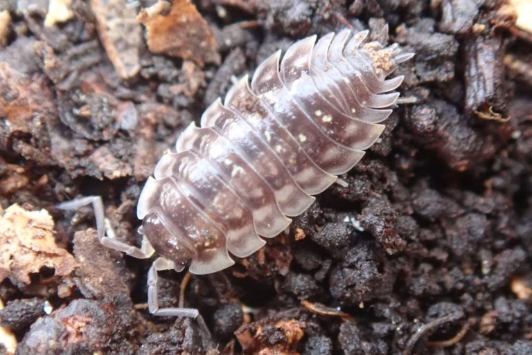 Soil: Flora and Fauna - Biology Ease