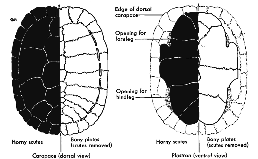 Class Reptilia- Turtles - Biology Ease