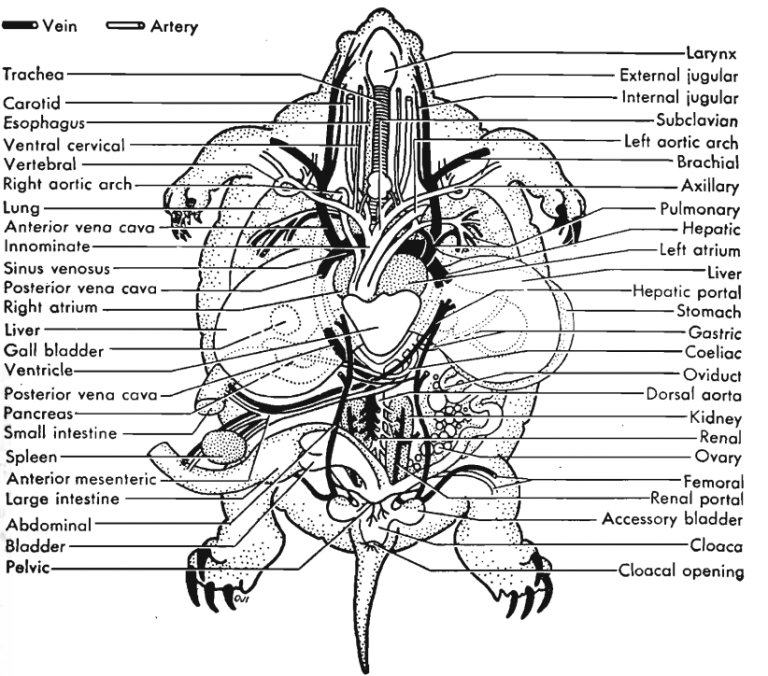Class Reptilia- Turtles - Biology Ease