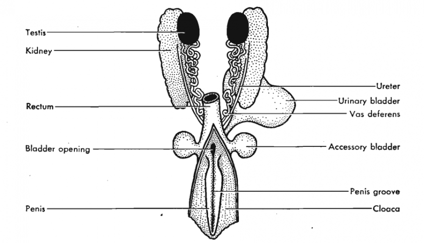 Class Reptilia- Turtles - Biology Ease