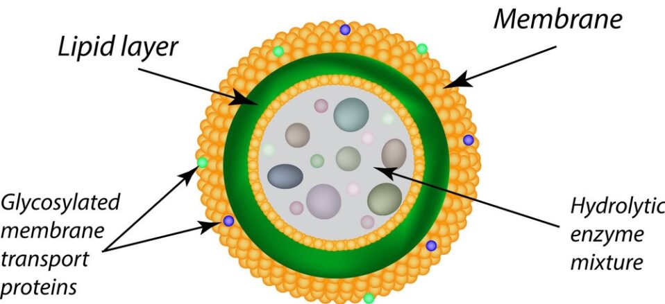 Lysosomes and its functions - Biology Ease