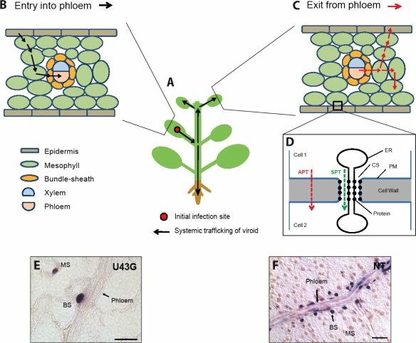 Viroids- The smallest Pathogen - Biology Ease