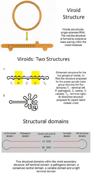 Viroids- The smallest Pathogen - Biology Ease