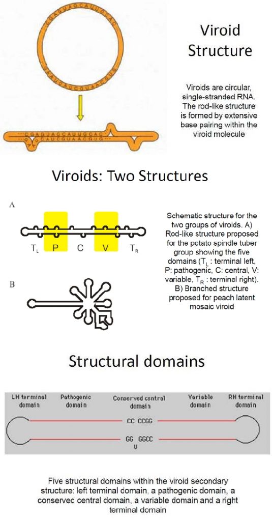 Viroids- The smallest Pathogen - Biology Ease