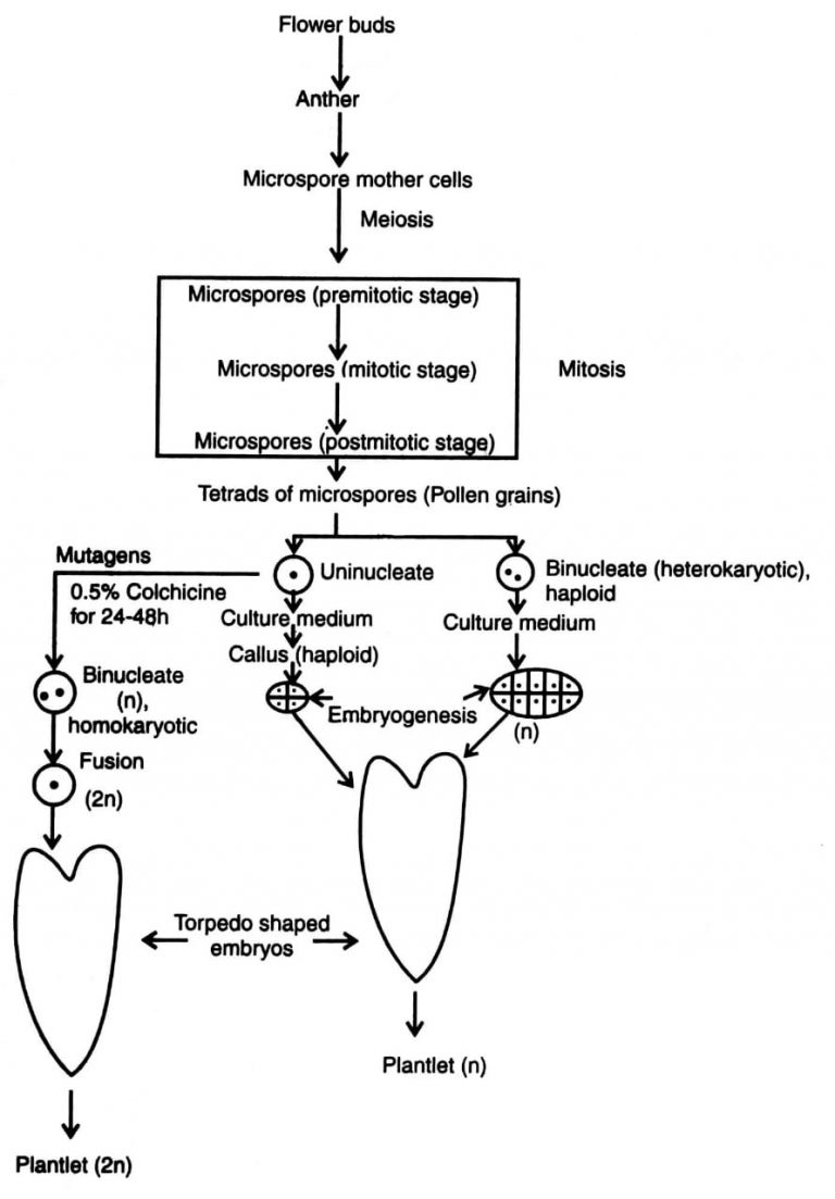 Pollen culture - Biology Ease