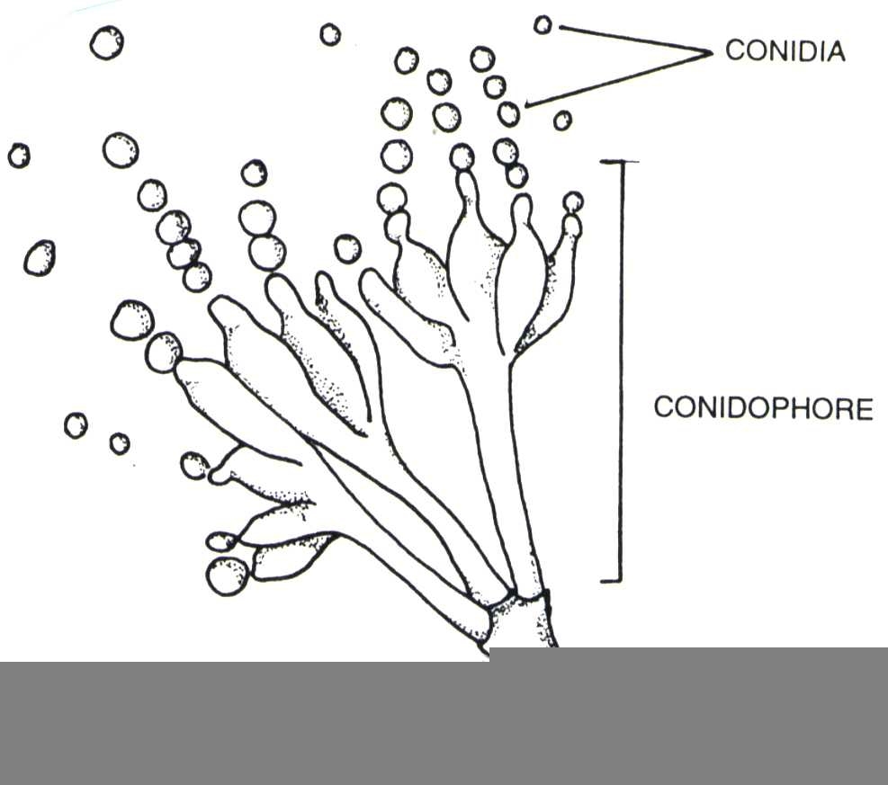 General characteristic of Molds - Biology Ease