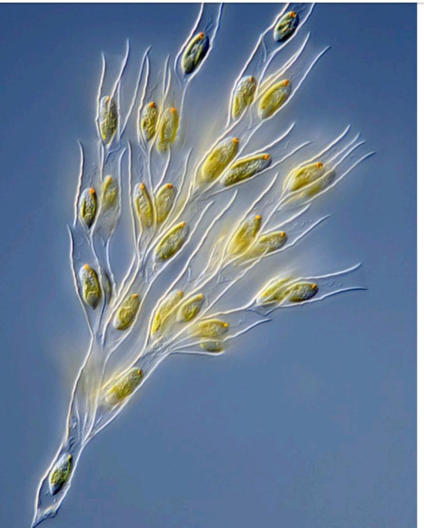 Class: Chrysophyceae - Biology Ease