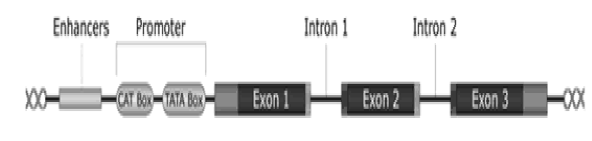 Process of gene expression - Biology Ease