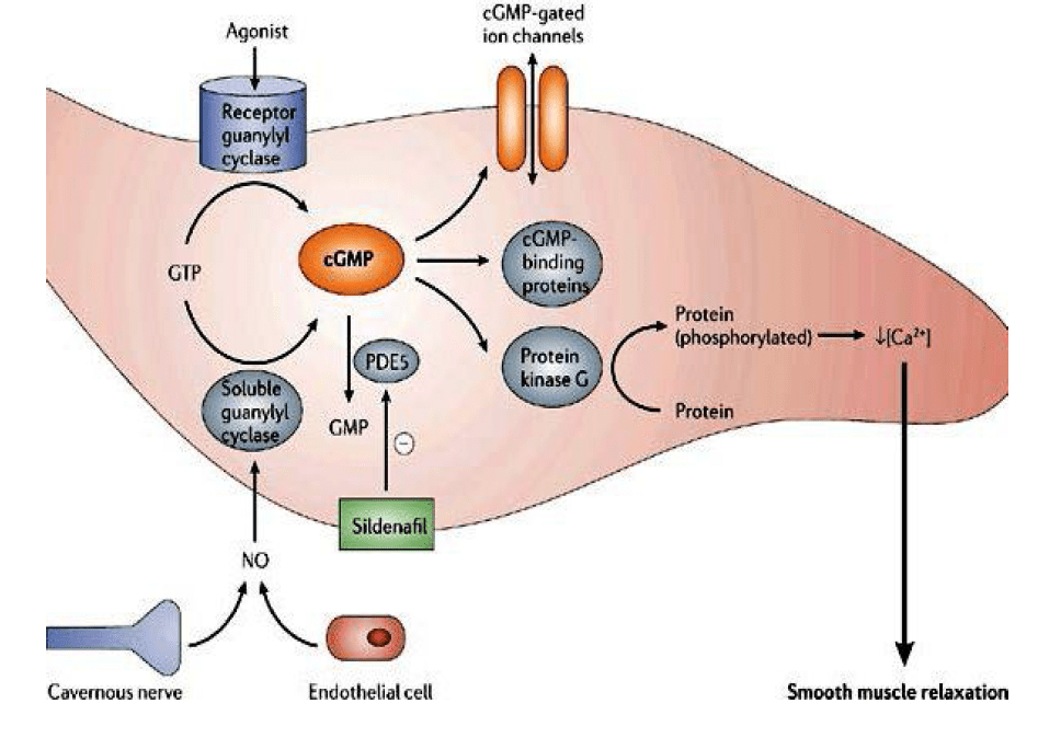 Major Pathways Of Intracellular Cell Signalling Biology Ease