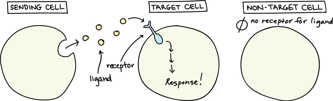 Cell Signalling its types and mechanism of action - Biology Ease