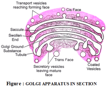 Golgi Complex and its function - Biology Ease