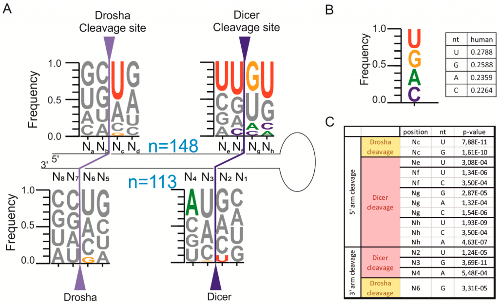 Micro-RNA (miRNA): Biogenesis & Function - Biology Ease