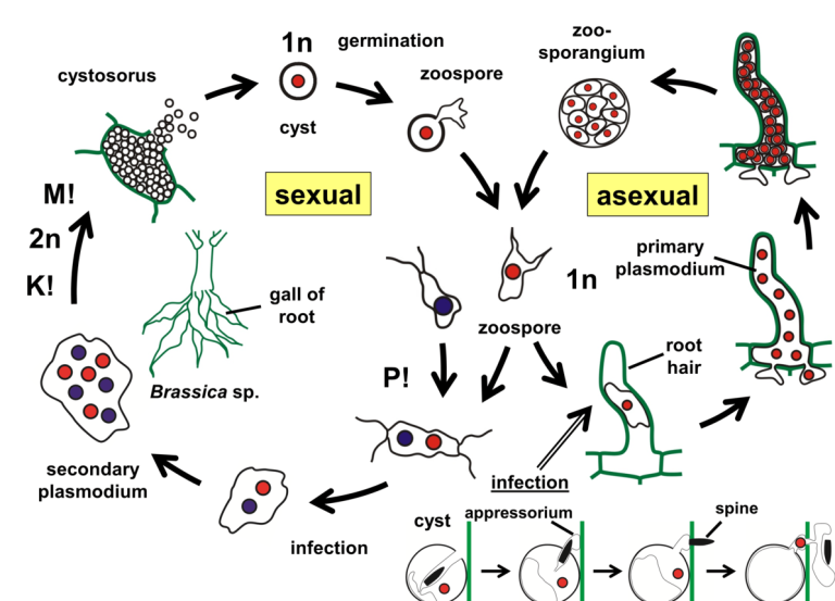 MASTIGOMYCOTINA| Sub- Division I - Biology Ease