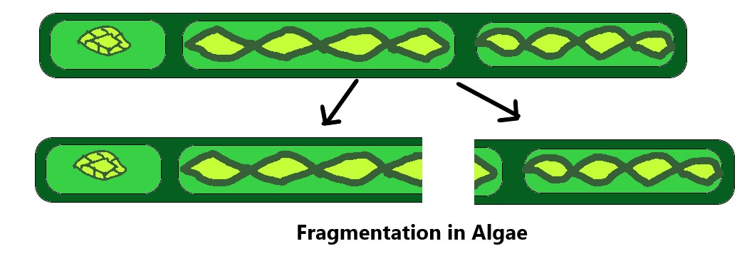 Chlorophyta (Green Algae) - Biology Ease
