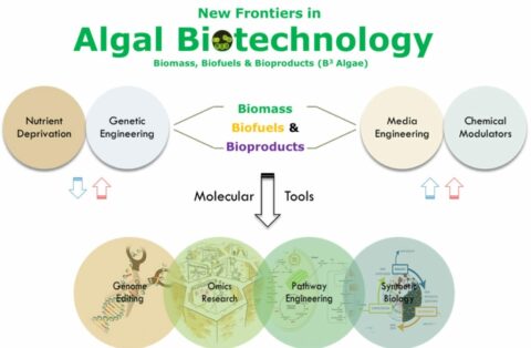 Recent developments and future of algal biotechnology - Biology Ease