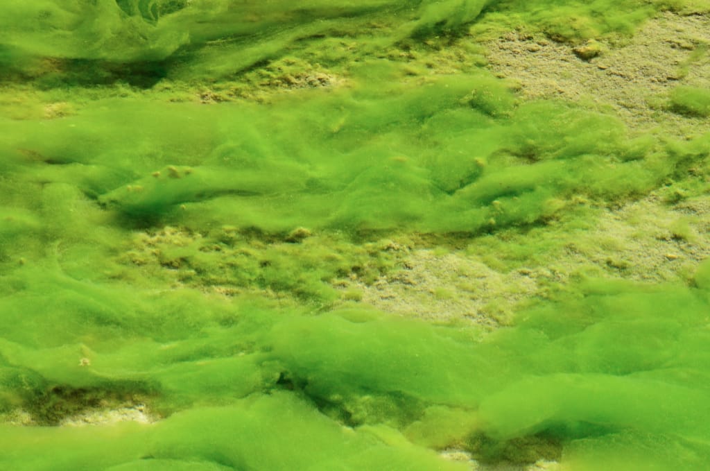 ALGAL TOXIN- OVERVIEW - Biology Ease