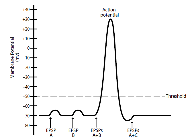 Synaptic transmission - Biology Ease