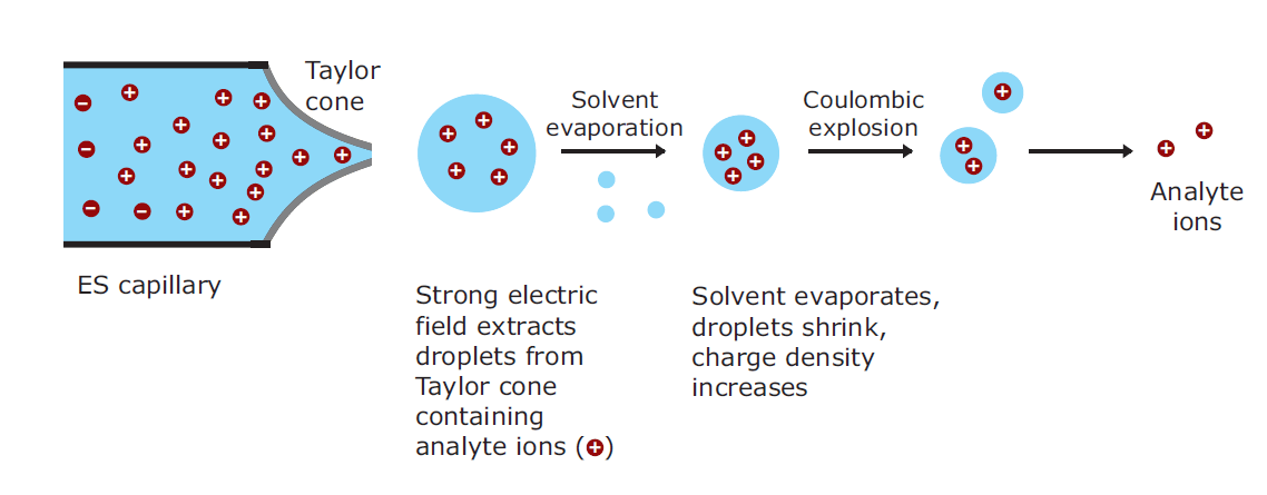 Mass Spectrometry - Biology Ease