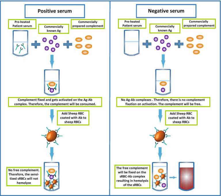 COMPLEMENT SYSTEM IN SEROLOGICAL REACTION - Biology Ease