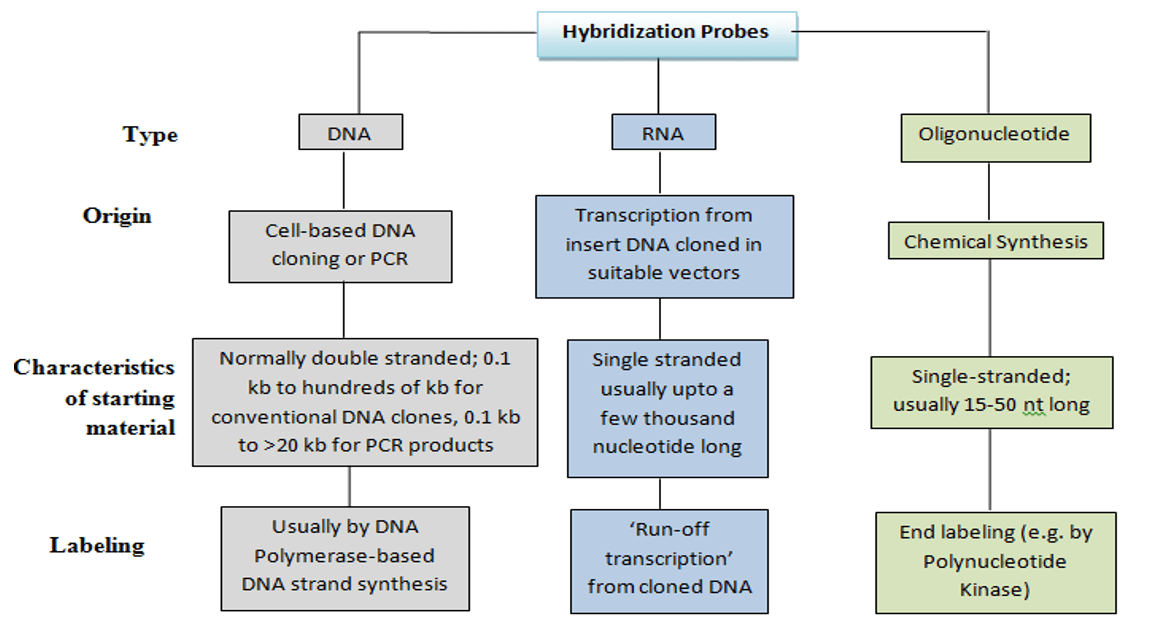 Molecular Biology Archives - Page 2 of 2 - Biology Ease