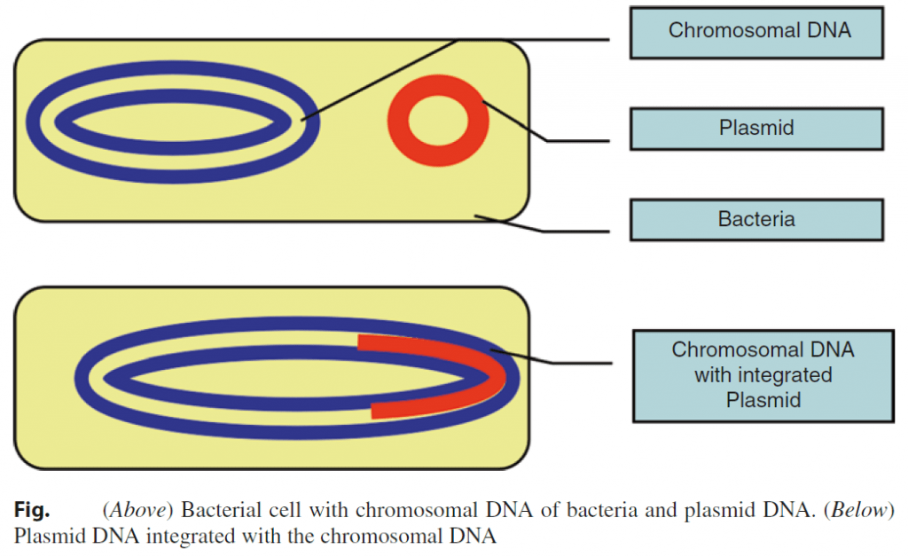 Protection of DNA Fragments - Biology Ease