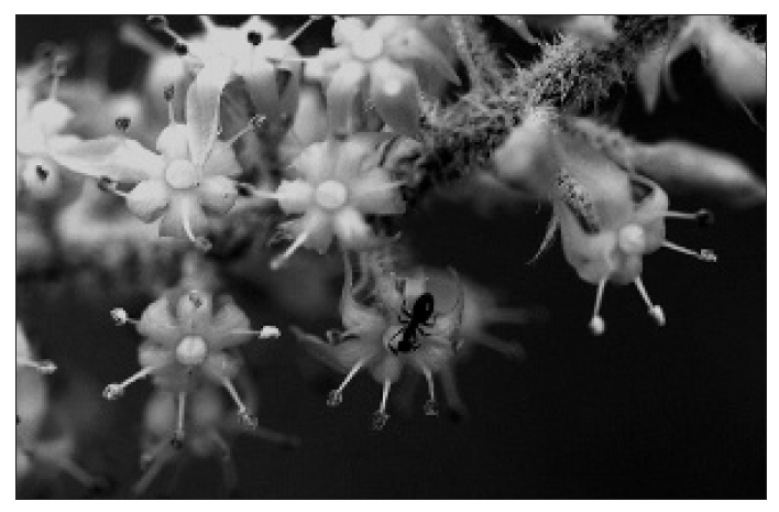 Types of pollination - Biology Ease