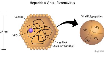 Hepatitis A virus - Biology Ease