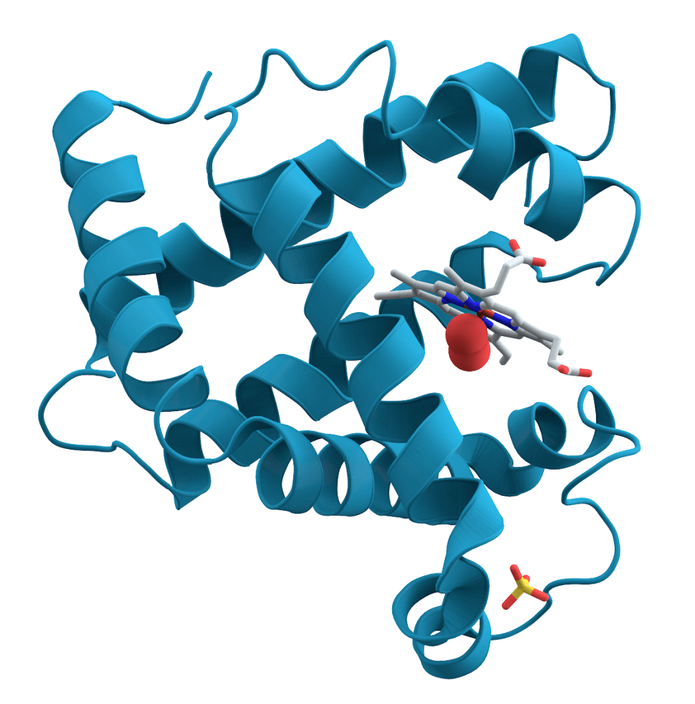 Protein- Structure, Properties and Function - Biology Ease
