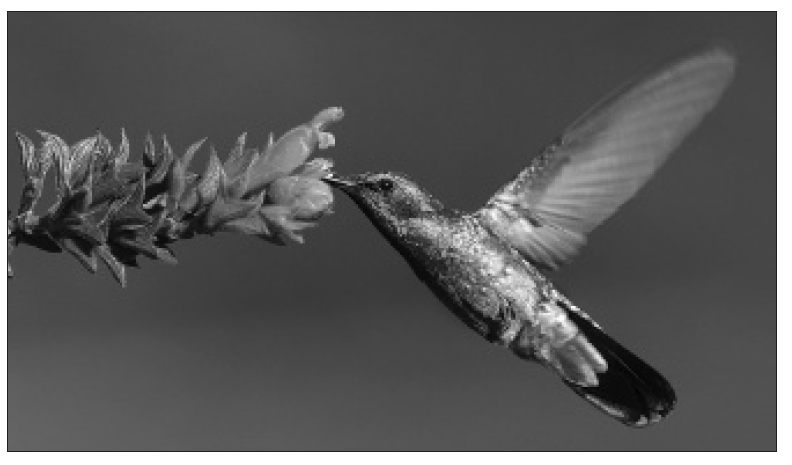 Types of pollination - Biology Ease