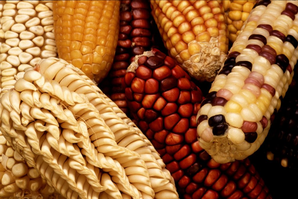 Pros and Cons of Genetically Modified Foods - Biology Ease