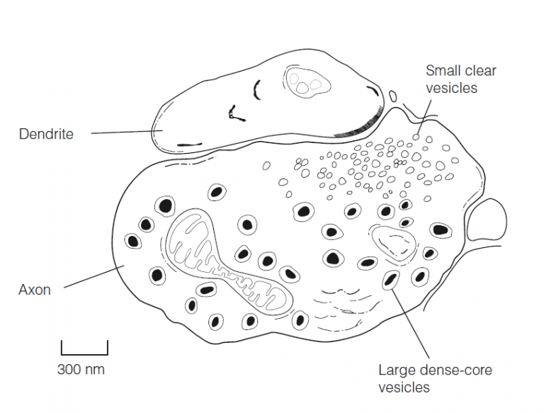 Synapse structure and function - Biology Ease