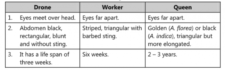 Life Cycle, Colony Organization and Division of Labour of Honey Bee ...