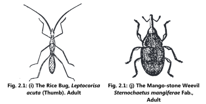 Classification of Pests - Biology Ease