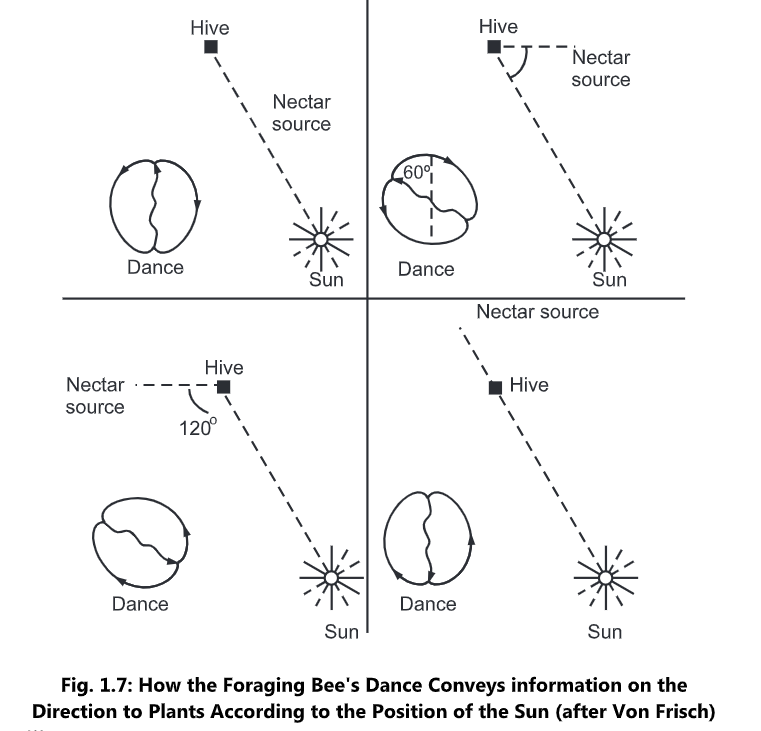 Bee Behaviour and Communication - Biology Ease