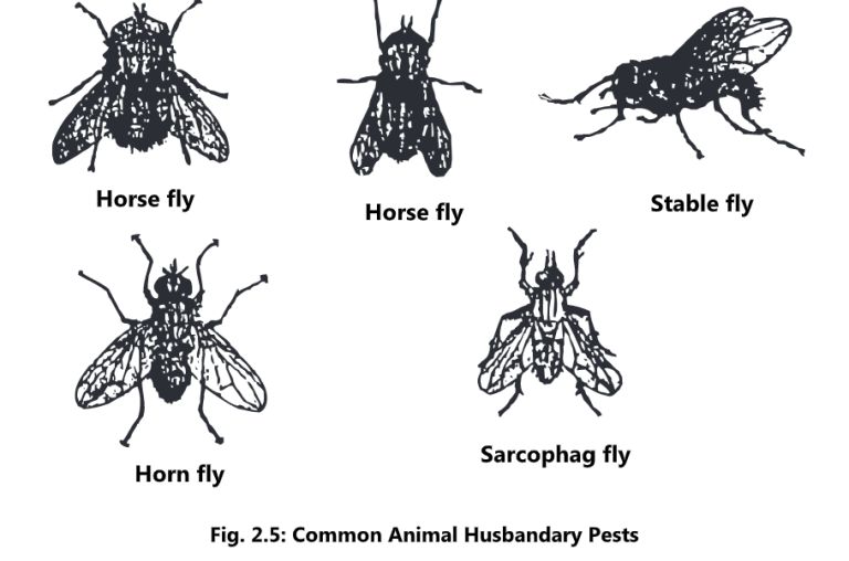 Classification of Pests - Biology Ease