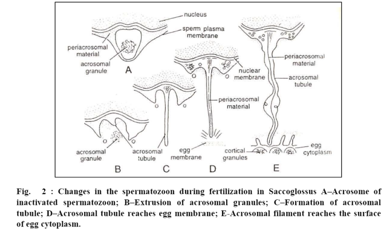 Fertilization: Definition and Mechanism - Biology Ease