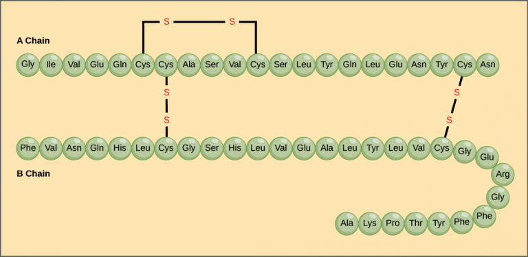 Protein Structure: Primary, Secondary, Tertiary and Quaternary ...