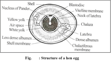Egg: Structure and parts of Hen's egg - Biology Ease