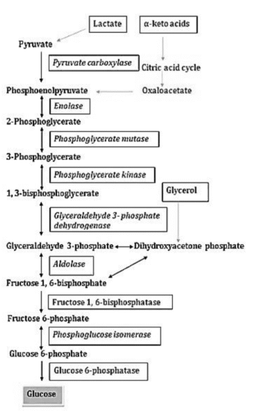 Gluconeogenesis Pathway - Biology Ease