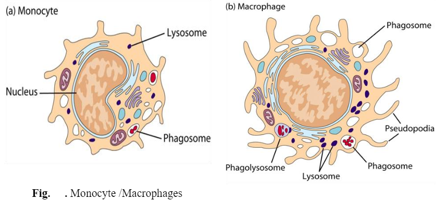 Cells of the Immune System - Biology Ease