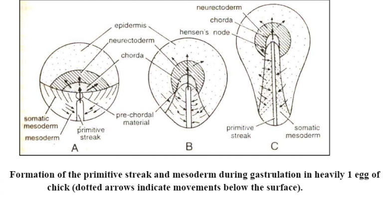 Gastrulation: Definition, Types and Process of Gastrulation in egg ...