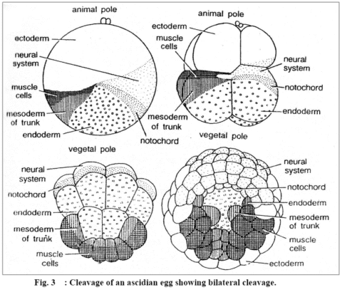 Cleavage: Definition, Charactertics and Patterns - Biology Ease
