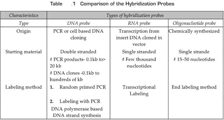 Nucleic Acid Hybridization - Biology Ease