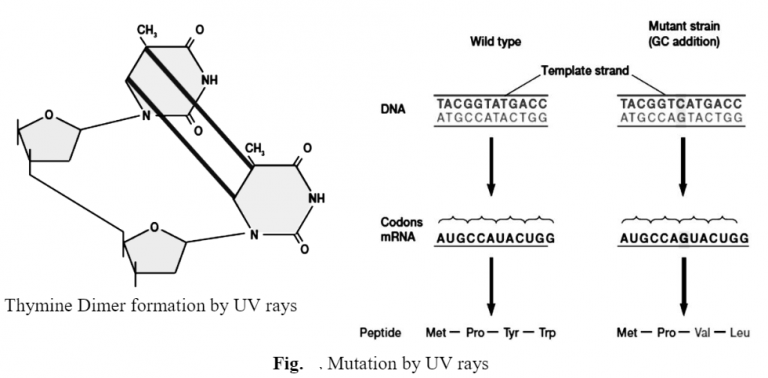Spontaneous and Induced Mutation - Biology Ease