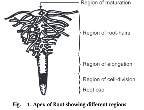 Roots: Definition, Types, Morphology and Function - Biology Ease